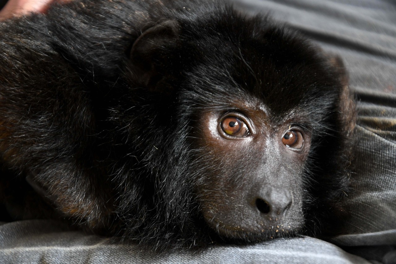 Chocolate, Sandra y Coco, casos emblemáticos que hicieron avanzar el ...